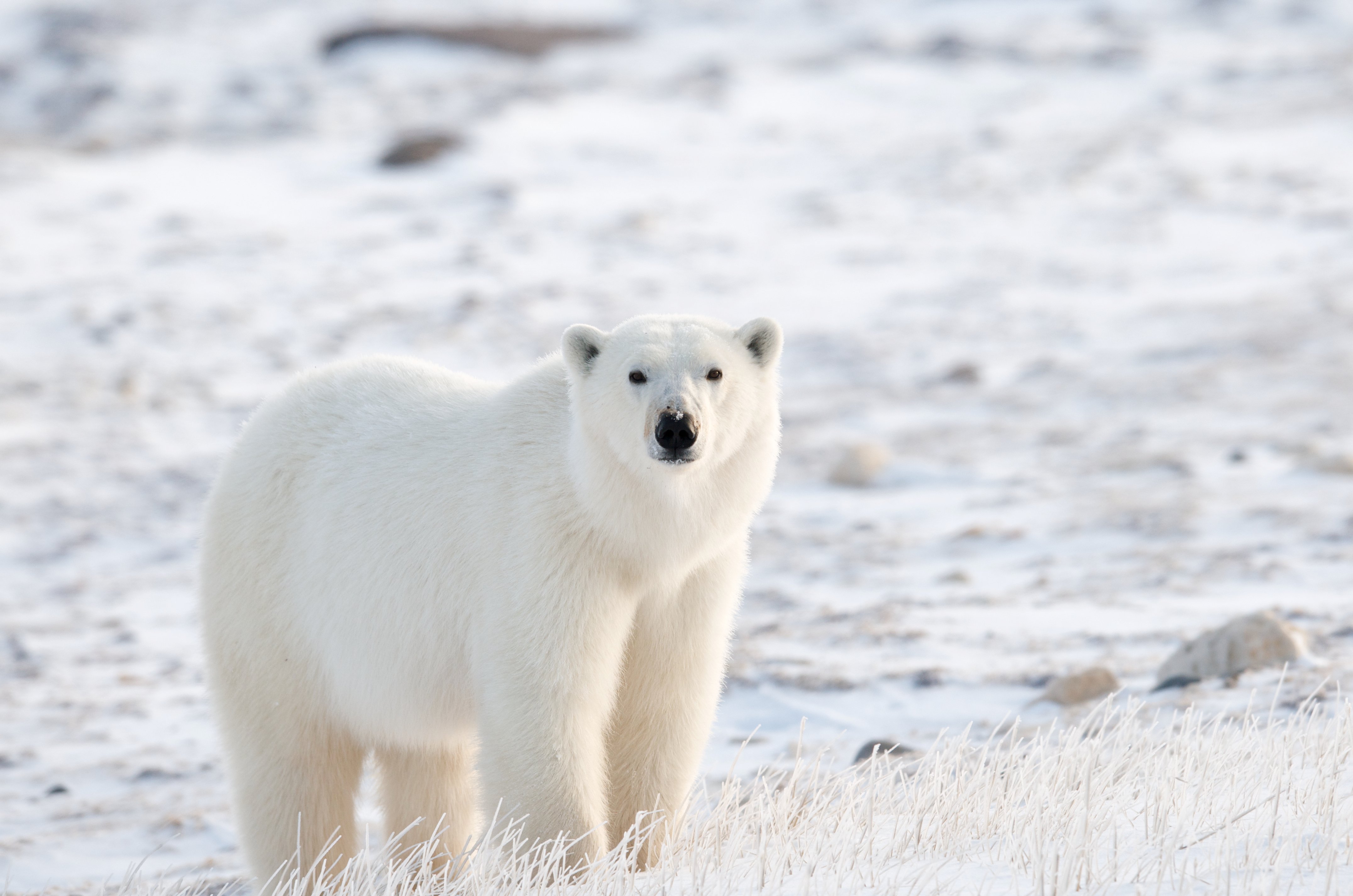 Arctic & Antarctica Cruises & Tours 2026/2027 | Goway Travel