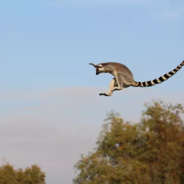 animals that jumping